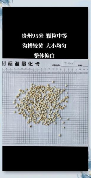 薏苡仁是薏米吗_薏苡仁和薏米区别-第3张图片-山城妙识 薏苡仁是薏米吗_薏苡仁和薏米区别-第3张图片-山城妙识