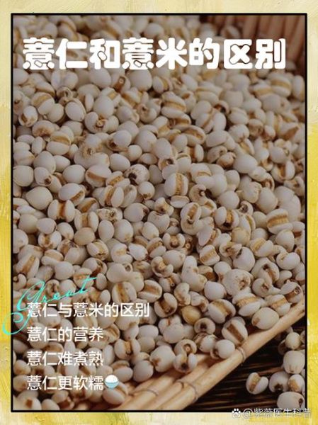 薏苡仁是薏米吗_薏苡仁和薏米区别-第1张图片-山城妙识 薏苡仁是薏米吗_薏苡仁和薏米区别-第1张图片-山城妙识