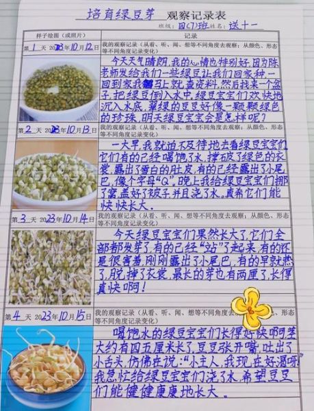 豆芽生长过程观察日记_怎么写-第3张图片-山城妙识