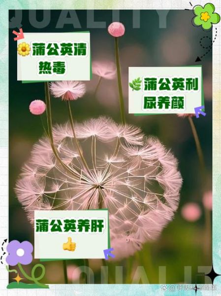 蒲公英的功效与作用及禁忌_哪些人不能吃蒲公英-第3张图片-山城妙识 蒲公英的功效与作用及禁忌_哪些人不能吃蒲公英-第3张图片-山城妙识