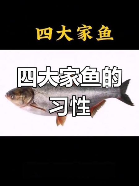 四大家鱼是哪四种_四大家鱼区别-第1张图片-山城妙识 四大家鱼是哪四种_四大家鱼区别-第1张图片-山城妙识