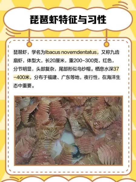 野生琵琶虾图片_如何辨别真假-第1张图片-山城妙识 野生琵琶虾图片_如何辨别真假-第1张图片-山城妙识
