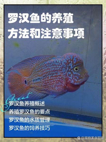 罗汉鱼图片大全大图_罗汉鱼怎么挑选-第2张图片-山城妙识 罗汉鱼图片大全大图_罗汉鱼怎么挑选-第2张图片-山城妙识