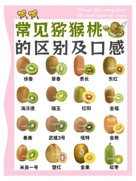 猕猴桃的热量是多少_减肥能吃吗-第3张图片-山城妙识 猕猴桃的热量是多少_减肥能吃吗-第3张图片-山城妙识