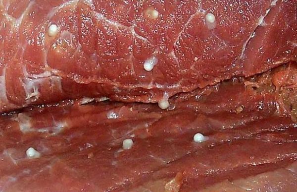 猪肉绦虫怎么杀死_猪肉绦虫高温能杀死吗-第1张图片-山城妙识 猪肉绦虫怎么杀死_猪肉绦虫高温能杀死吗-第1张图片-山城妙识