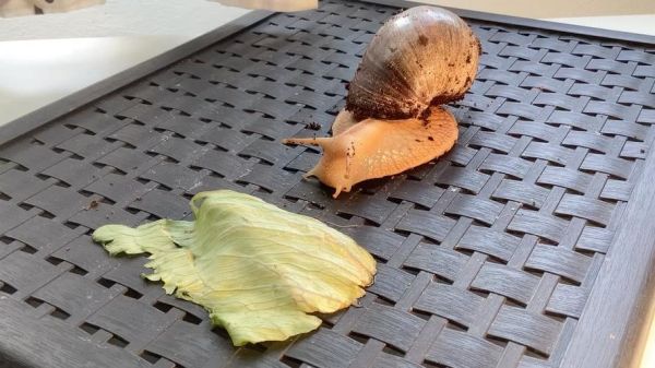 非洲大蜗牛怎么烹饪_非洲大蜗牛能吃吗-第1张图片-山城妙识