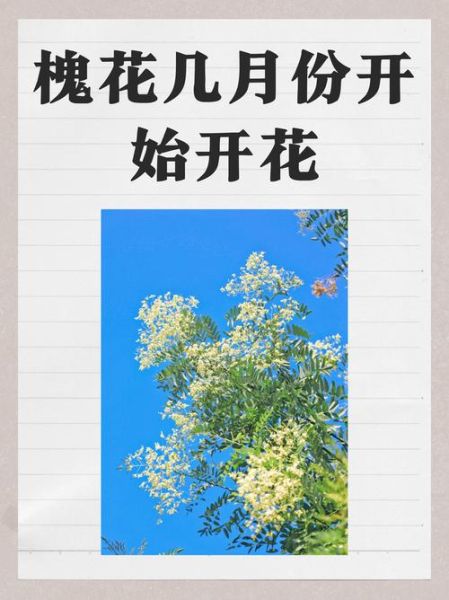 洋槐花几月开_洋槐花什么时候最香-第1张图片-山城妙识