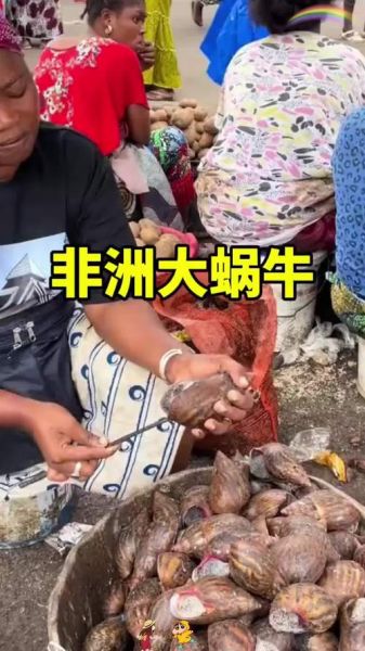 非洲大蜗牛怎么烹饪_非洲大蜗牛能吃吗-第3张图片-山城妙识