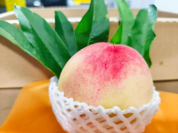 无锡水蜜桃多少钱一斤_无锡阳山水蜜桃价格行情-第3张图片-山城妙识 无锡水蜜桃多少钱一斤_无锡阳山水蜜桃价格行情-第3张图片-山城妙识