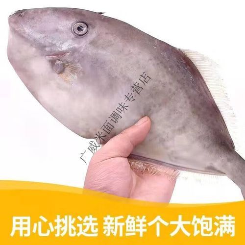 马面鱼和扒皮鱼区别_马面鱼和扒皮鱼哪个好吃-第2张图片-山城妙识 马面鱼和扒皮鱼区别_马面鱼和扒皮鱼哪个好吃-第2张图片-山城妙识