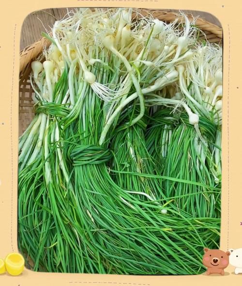 野葱多少钱一斤_野葱价格受哪些因素影响-第1张图片-山城妙识