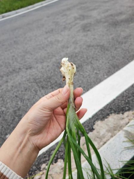 野葱多少钱一斤_野葱价格受哪些因素影响-第2张图片-山城妙识