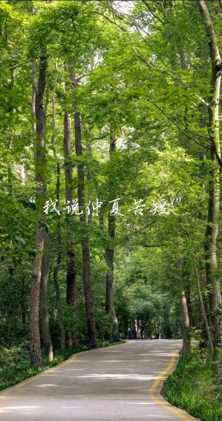 梧桐树寓意是什么_梧桐树象征爱情吗-第2张图片-山城妙识 梧桐树寓意是什么_梧桐树象征爱情吗-第2张图片-山城妙识