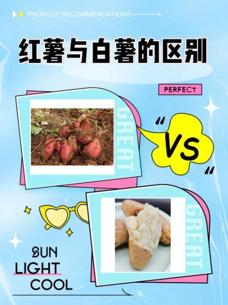 白薯是土豆吗_白薯和土豆的区别-第1张图片-山城妙识 白薯是土豆吗_白薯和土豆的区别-第1张图片-山城妙识