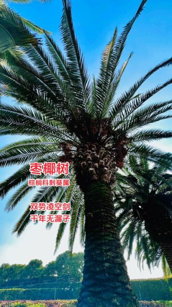 海椰子树怎么种_海椰子树多久结果-第2张图片-山城妙识 海椰子树怎么种_海椰子树多久结果-第2张图片-山城妙识