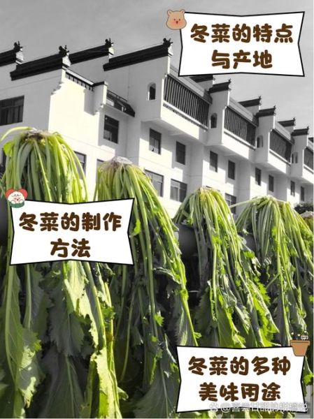 冬菜可以用什么代替_冬菜替代品推荐-第1张图片-山城妙识