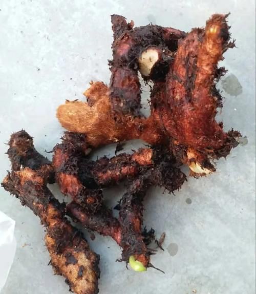 骨碎补治腰间盘突出配方_真的有效吗-第1张图片-山城妙识
