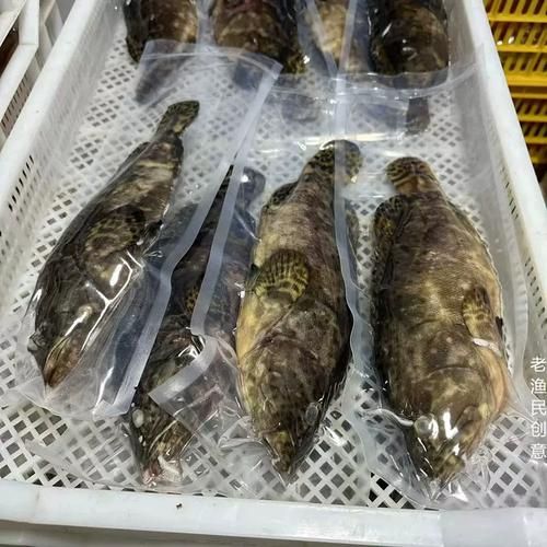 龙趸鱼多少钱一斤2020_龙趸鱼价格走势-第1张图片-山城妙识