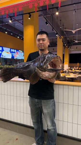 龙趸鱼多少钱一斤2020_龙趸鱼价格走势-第2张图片-山城妙识