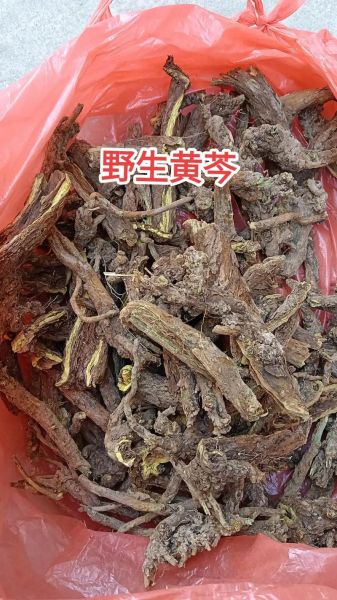 黄芩图片大全高清图片_如何鉴别真假黄芩-第1张图片-山城妙识