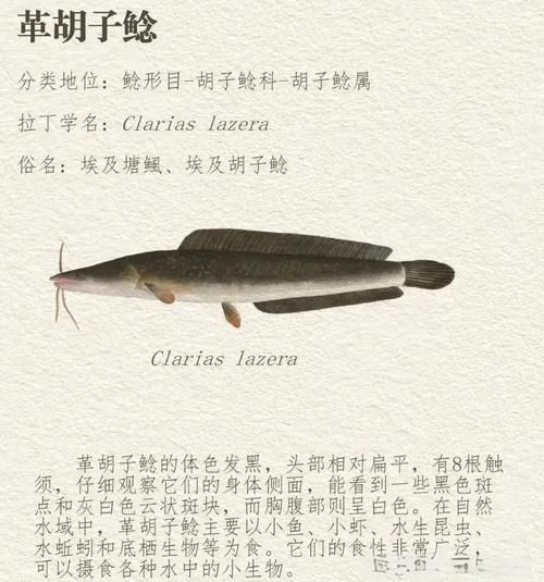 鲶鱼图片怎么区分品种_鲶鱼图片大全高清-第3张图片-山城妙识
