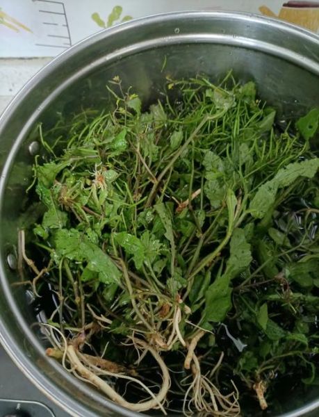 野葛菜的功效与作用_野葛菜怎么吃最好-第1张图片-山城妙识
