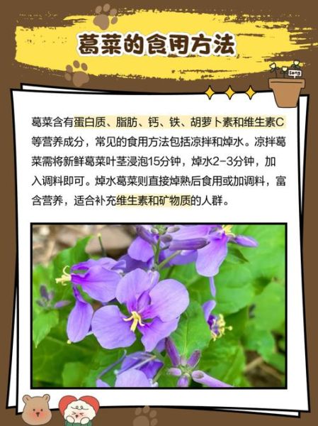 野葛菜的功效与作用_野葛菜怎么吃最好-第2张图片-山城妙识