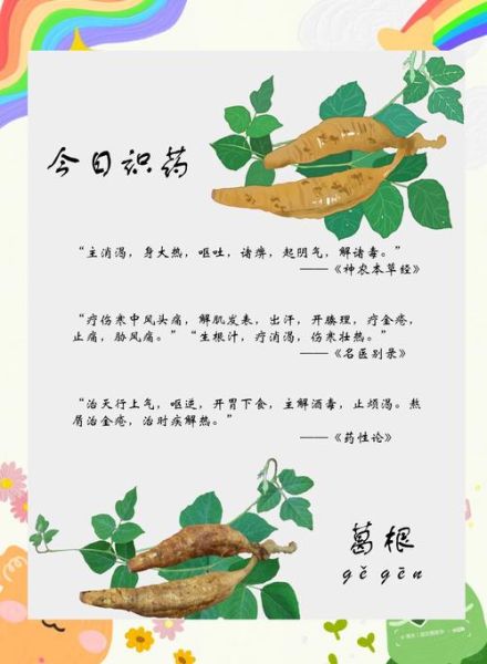 野葛菜的功效与作用_野葛菜怎么吃最好-第3张图片-山城妙识