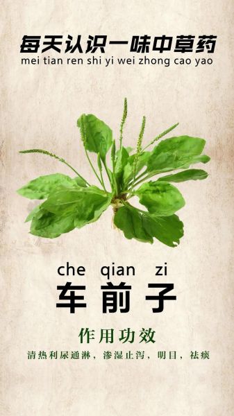 车前子能长期泡水喝吗_车前子功效与作用禁忌-第1张图片-山城妙识