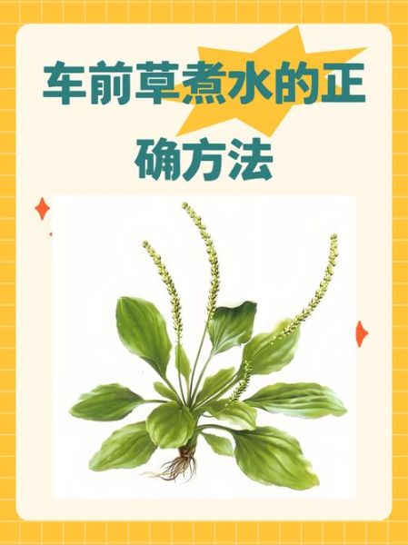 车前草的功效与作用_车前草能治什么病-第3张图片-山城妙识
