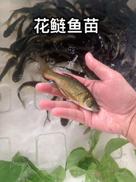 鲢鱼苗价格多少钱一斤_如何挑选优质鲢鱼苗-第1张图片-山城妙识 鲢鱼苗价格多少钱一斤_如何挑选优质鲢鱼苗-第1张图片-山城妙识
