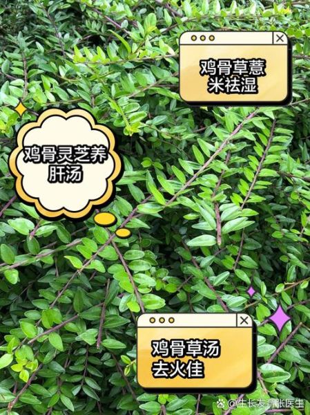 鸡骨草煲什么排肝毒_鸡骨草护肝汤怎么煲-第3张图片-山城妙识