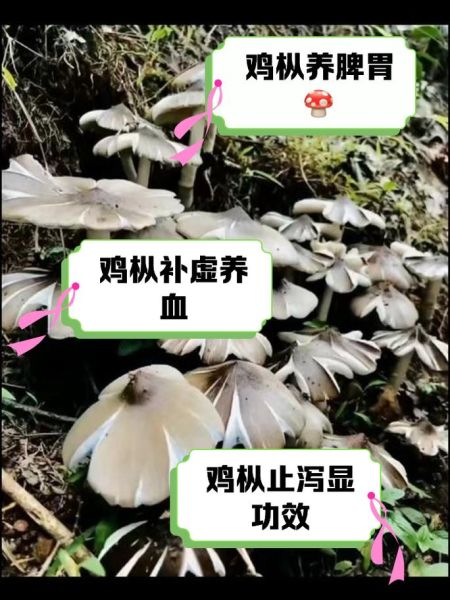 食用菌怎么保存_食用菌有哪些营养价值-第1张图片-山城妙识 食用菌怎么保存_食用菌有哪些营养价值-第1张图片-山城妙识