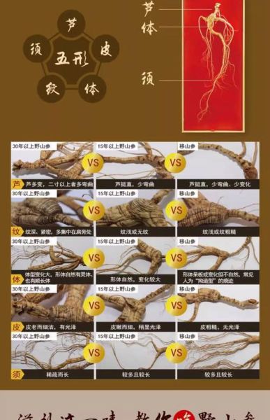 野山参价格2021多少钱一克_2021年野山参行情如何-第3张图片-山城妙识 野山参价格2021多少钱一克_2021年野山参行情如何-第3张图片-山城妙识