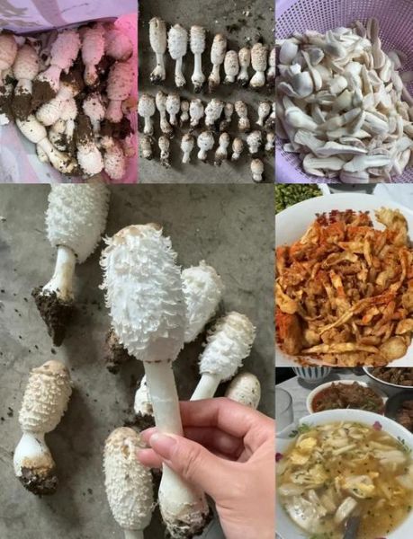 鸡腿菇怎么做好吃_鸡腿菇最简单的做法大全-第3张图片-山城妙识 鸡腿菇怎么做好吃_鸡腿菇最简单的做法大全-第3张图片-山城妙识