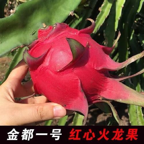 一个火龙果多少克_红心白心重量差多少-第2张图片-山城妙识