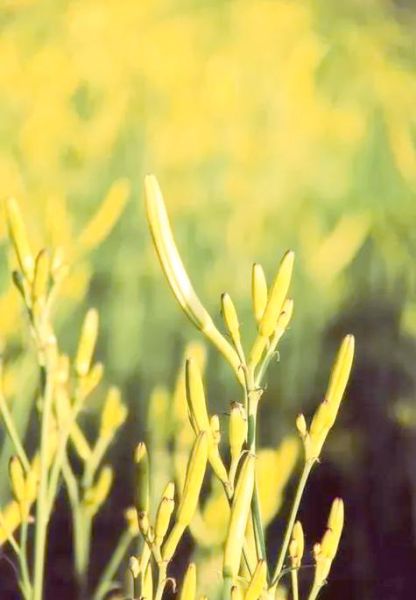 黄花菜什么时候种最好_黄花菜种植方法详解-第2张图片-山城妙识