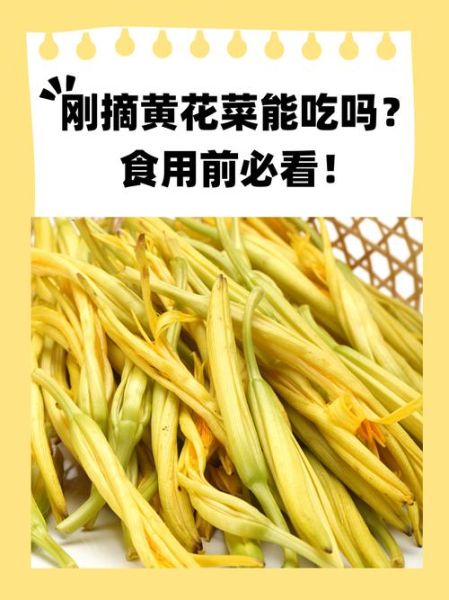 黄花菜什么时候种最好_黄花菜种植方法详解-第3张图片-山城妙识