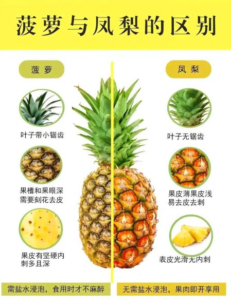 菠萝和凤梨是一个品种吗_区别在哪-第1张图片-山城妙识 菠萝和凤梨是一个品种吗_区别在哪-第1张图片-山城妙识