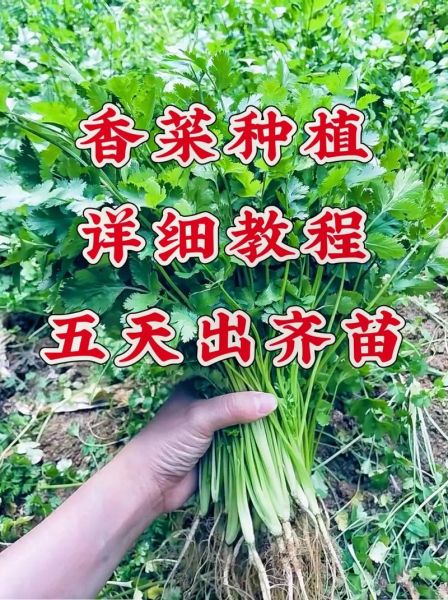 香菜什么时候种最合适_香菜种植方法步骤-第1张图片-山城妙识 香菜什么时候种最合适_香菜种植方法步骤-第1张图片-山城妙识