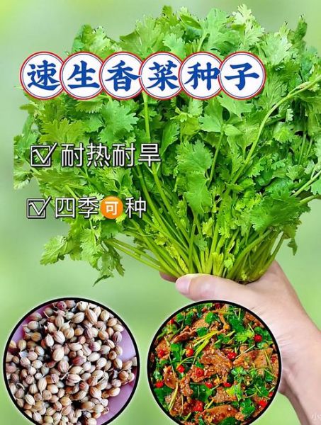 香菜什么时候种最合适_香菜种植方法步骤-第3张图片-山城妙识 香菜什么时候种最合适_香菜种植方法步骤-第3张图片-山城妙识
