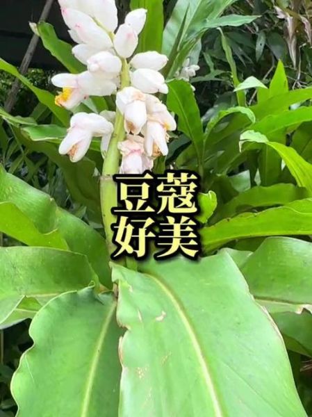 豆蔻年华指几岁_豆蔻年华的典故出处-第3张图片-山城妙识