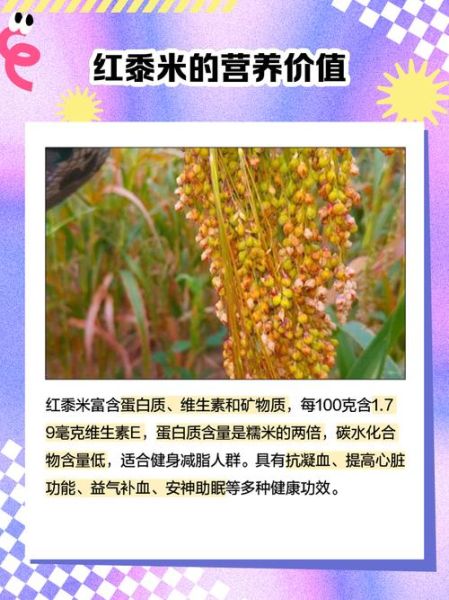 黍米和小米的区别_黍米和小米哪个更营养-第3张图片-山城妙识