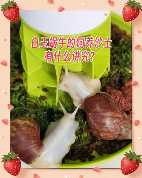 蜗牛没土可以养吗_蜗牛无土饲养方法-第1张图片-山城妙识 蜗牛没土可以养吗_蜗牛无土饲养方法-第1张图片-山城妙识