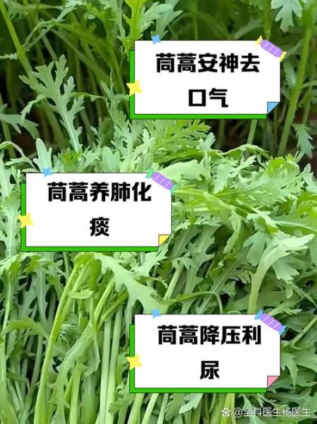 茼蒿菜的功效与作用禁忌_什么人不能吃-第2张图片-山城妙识 茼蒿菜的功效与作用禁忌_什么人不能吃-第2张图片-山城妙识