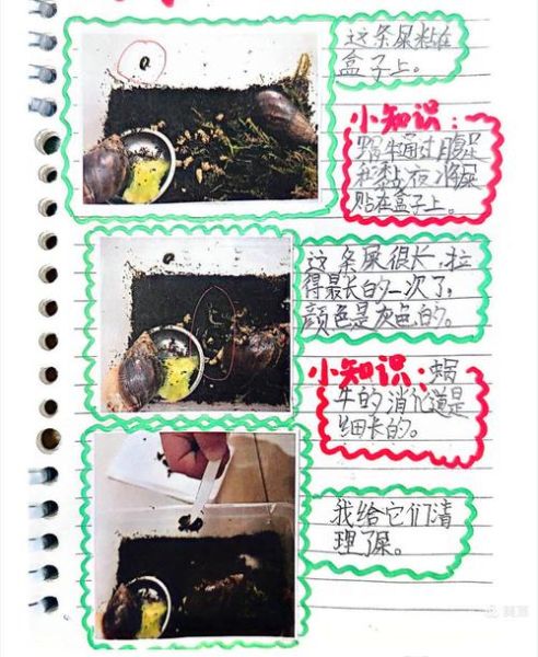 蜗牛没土可以养吗_蜗牛无土饲养方法-第2张图片-山城妙识 蜗牛没土可以养吗_蜗牛无土饲养方法-第2张图片-山城妙识
