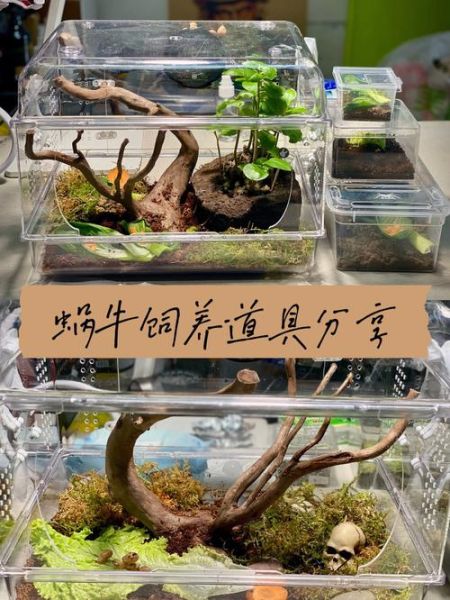 蜗牛没土可以养吗_蜗牛无土饲养方法-第3张图片-山城妙识 蜗牛没土可以养吗_蜗牛无土饲养方法-第3张图片-山城妙识