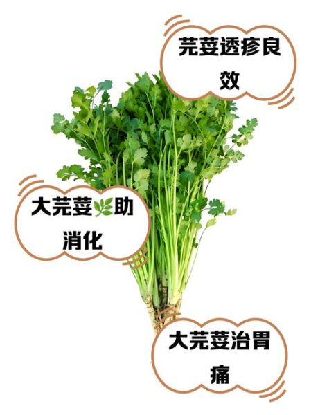 芫荽子有什么功效_芫荽子怎么吃效果最好-第1张图片-山城妙识