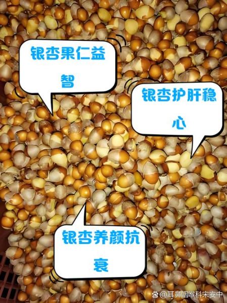 银杏仁的功效与作用_银杏仁怎么吃最健康-第1张图片-山城妙识