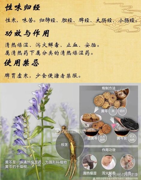 黄芩的功效与作用_黄芩主治什么病-第3张图片-山城妙识 黄芩的功效与作用_黄芩主治什么病-第3张图片-山城妙识